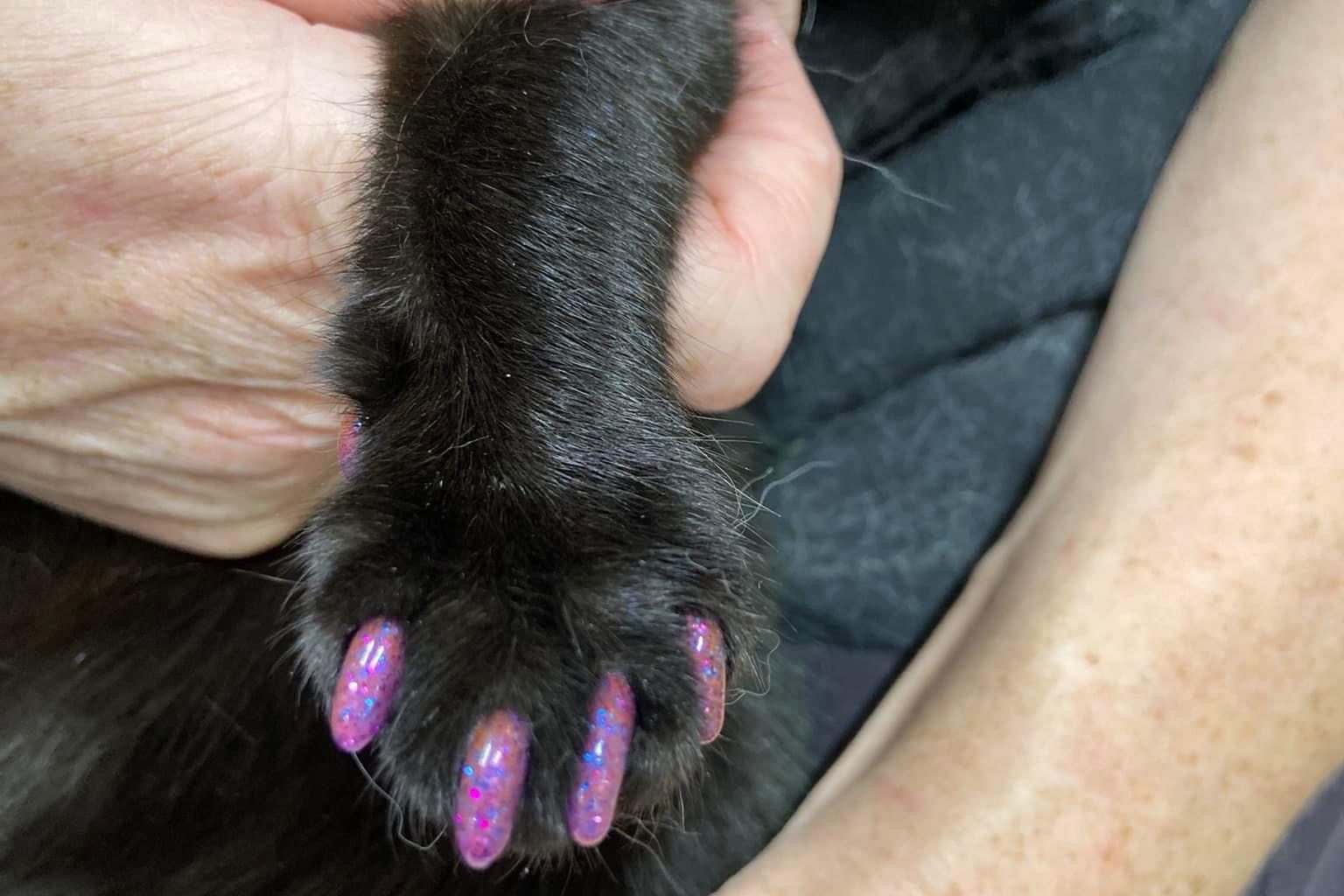 Soft Paws – Cat Grooming